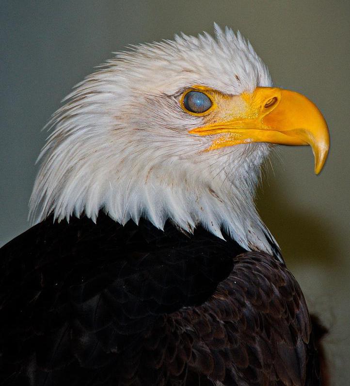 Different Eagle Species